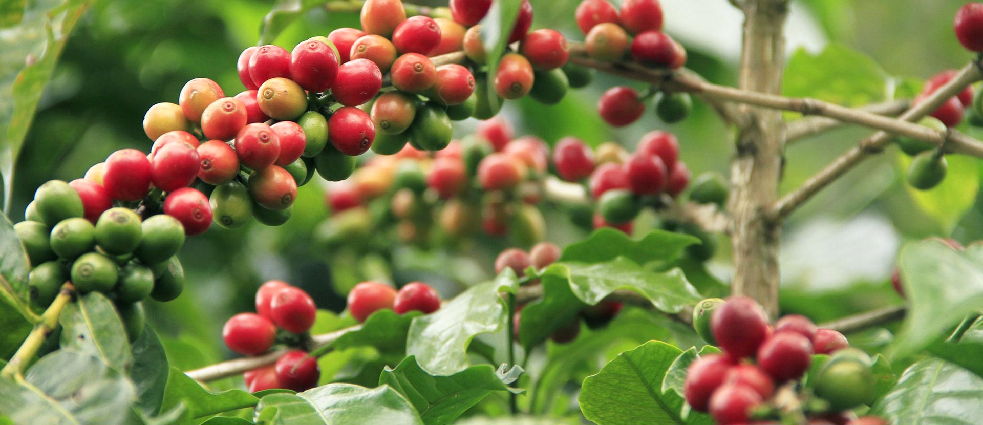 Our-Coffee-MID-banner – Nandan Coffee