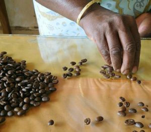 Hand Sorting Beans – Nandan Coffee